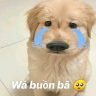 98+ Hình ảnh meme khóc buồn hài hước cười ra nước mắt