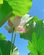 Bộ sưu tập 99+ hình ảnh những bông hoa sen đẹp nhất