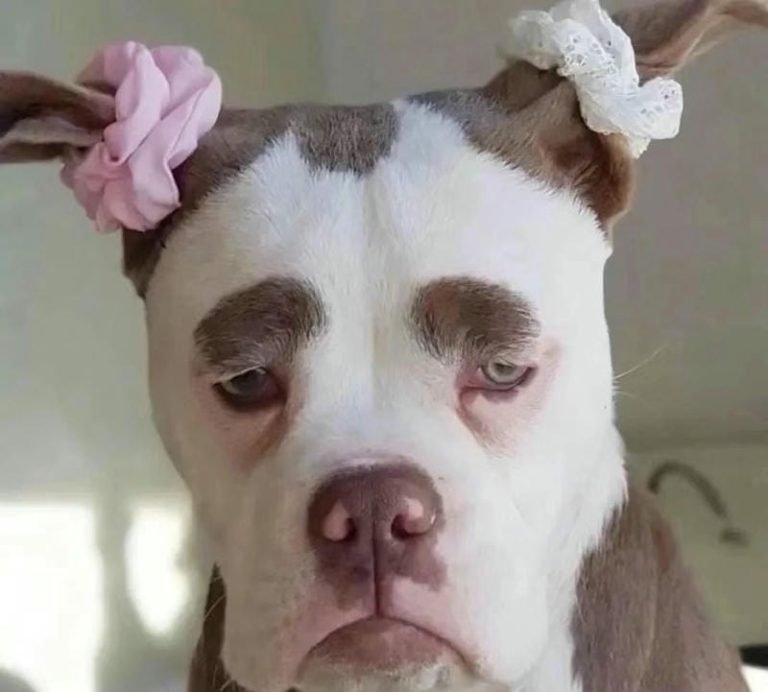 Tổng hơp 99+ hình ảnh vô tri đáng yêu, hài hước nhất