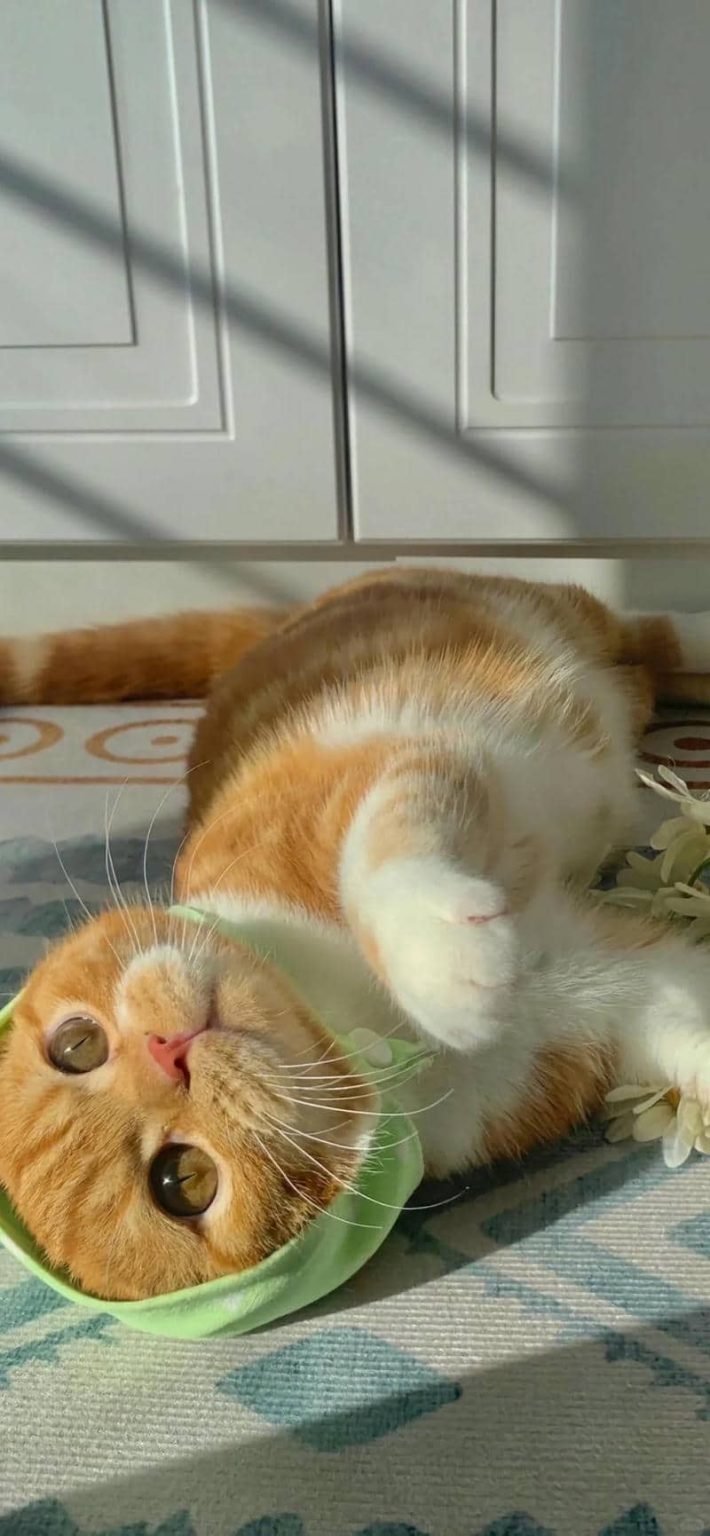 Bộ sưu tập 77+ ảnh mèo siêu cute, dễ thương làm hình nền