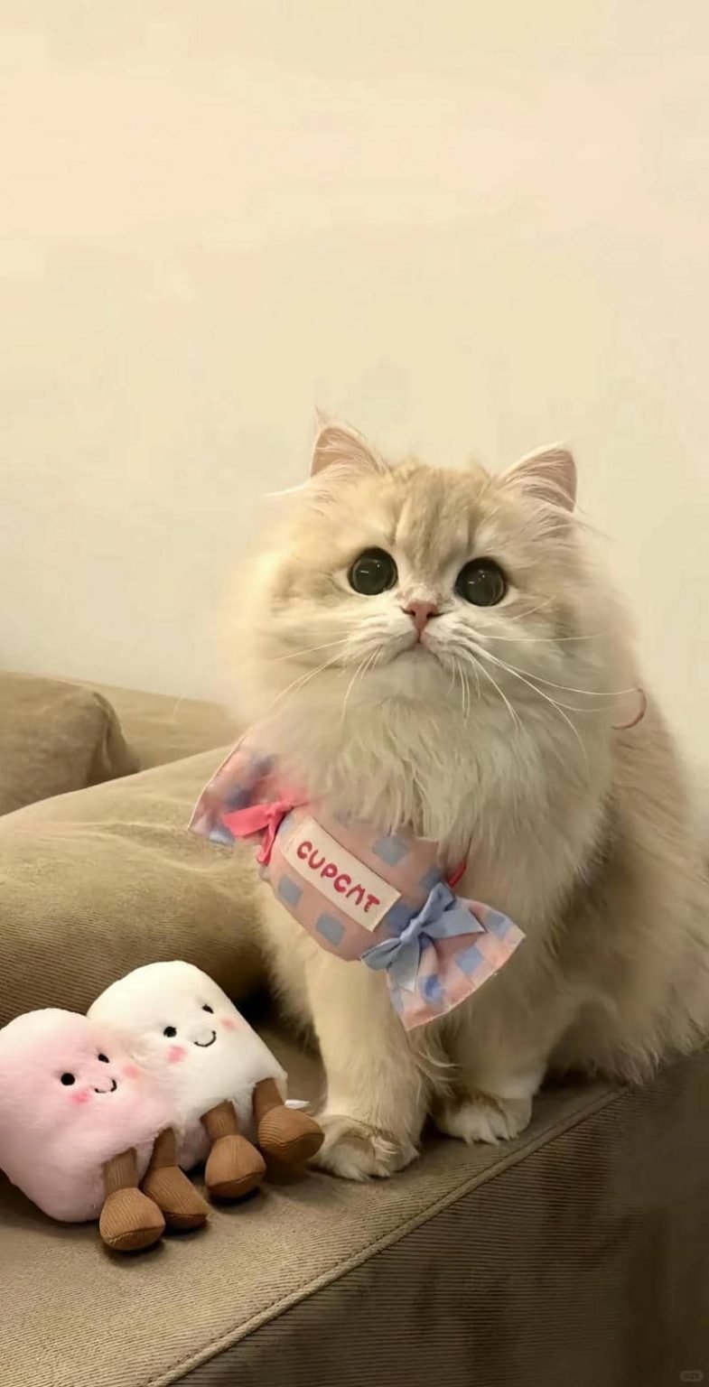 Bộ sưu tập 77+ ảnh mèo siêu cute, dễ thương làm hình nền