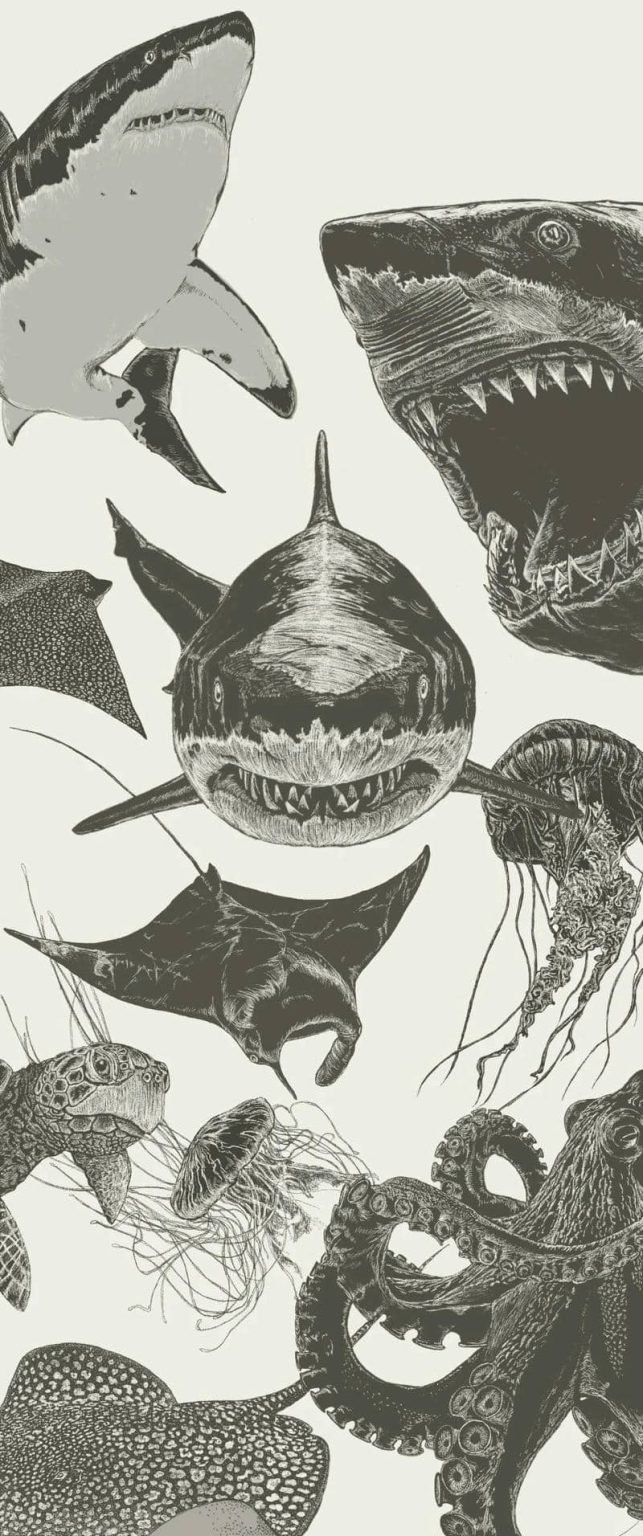 Tải miễn phí 60+ ảnh cá mập ngầu, cute nhất làm hình nền - Bộ sưu tập ...