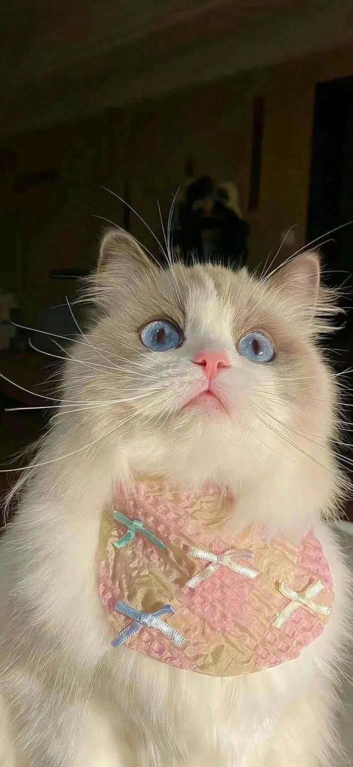 Bộ sưu tập 77+ ảnh mèo siêu cute, dễ thương làm hình nền