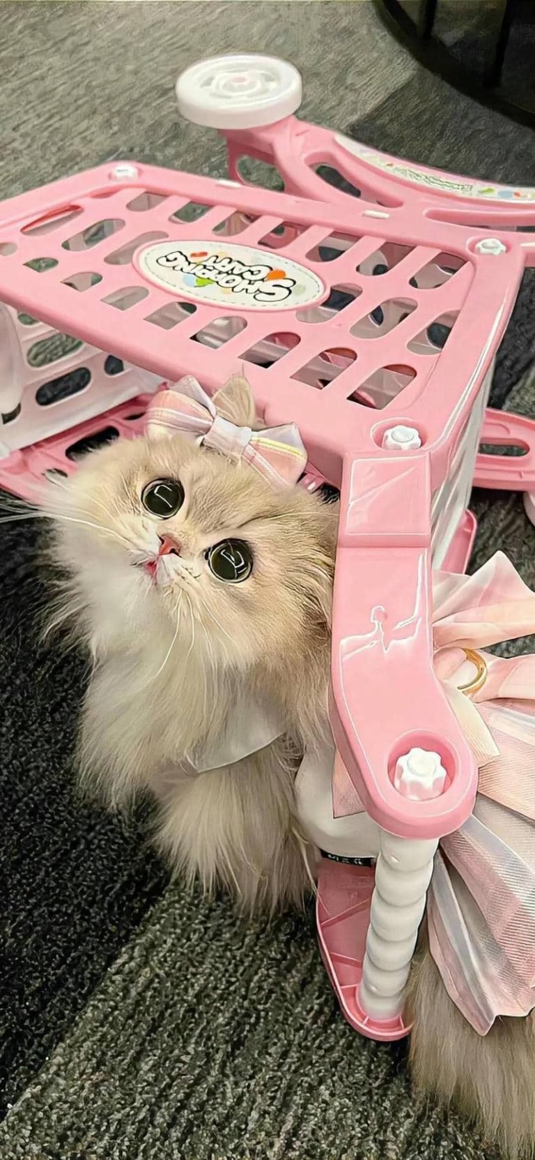 Bộ sưu tập 77+ ảnh mèo siêu cute, dễ thương làm hình nền