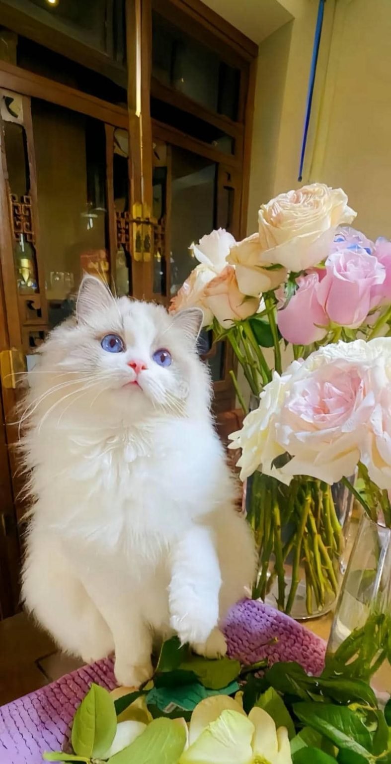 Bộ sưu tập 77+ ảnh mèo siêu cute, dễ thương làm hình nền