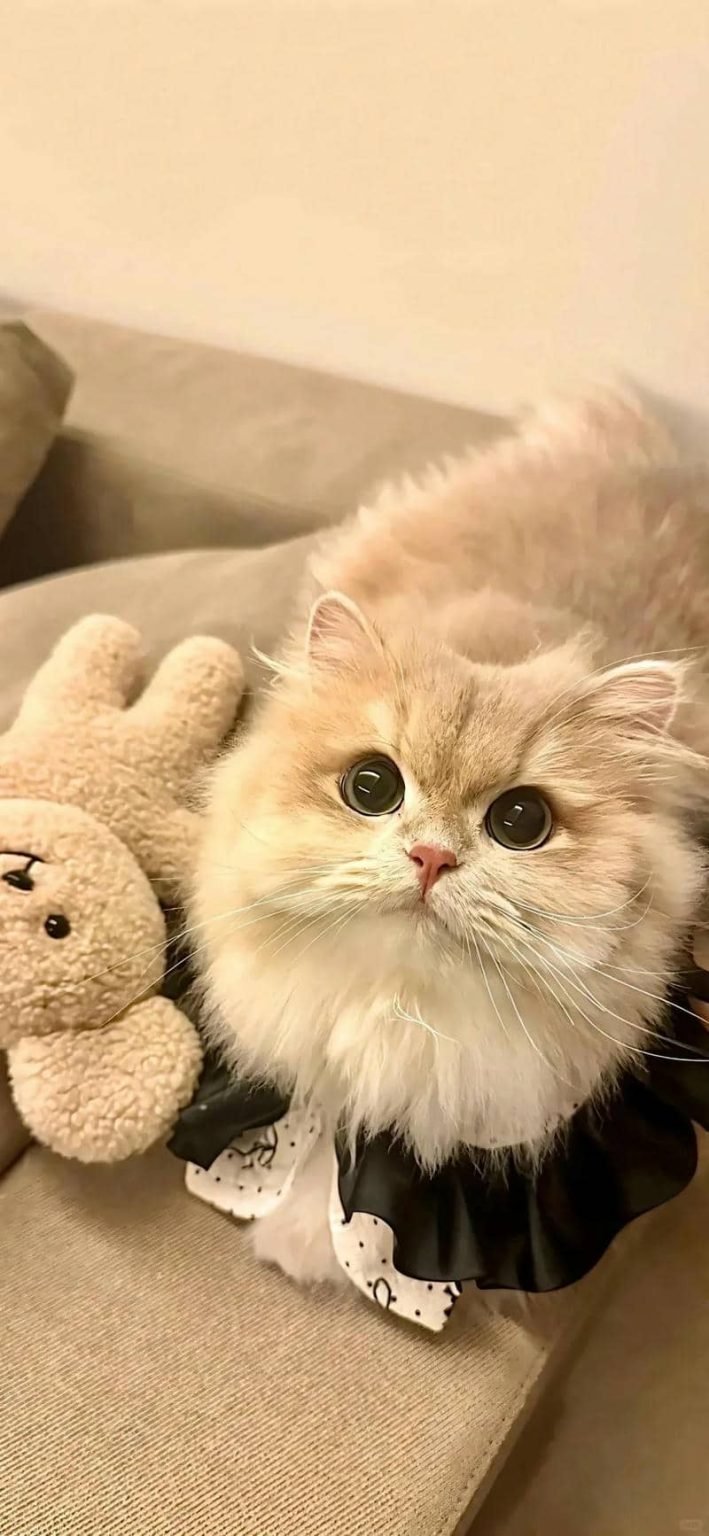 Bộ sưu tập 77+ ảnh mèo siêu cute, dễ thương làm hình nền