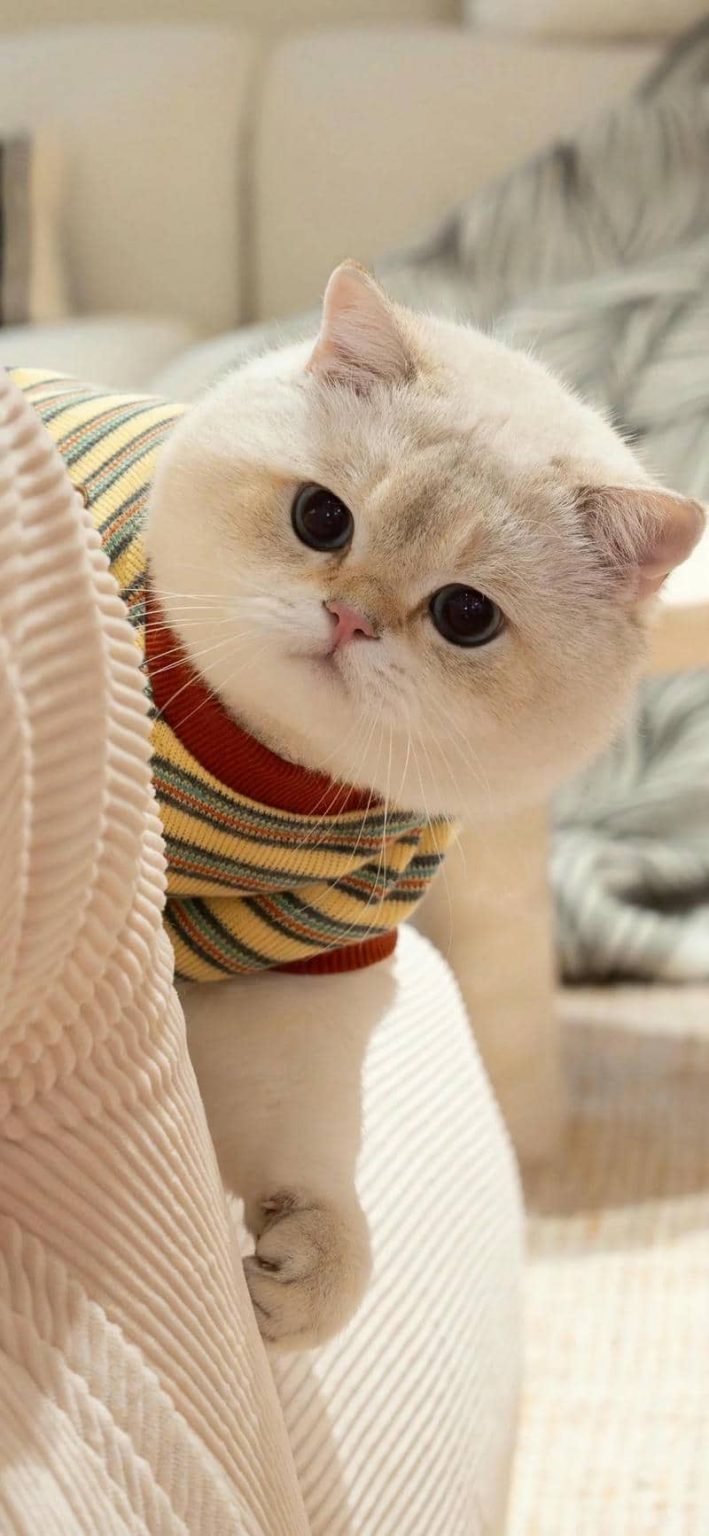 Bộ sưu tập 77+ ảnh mèo siêu cute, dễ thương làm hình nền