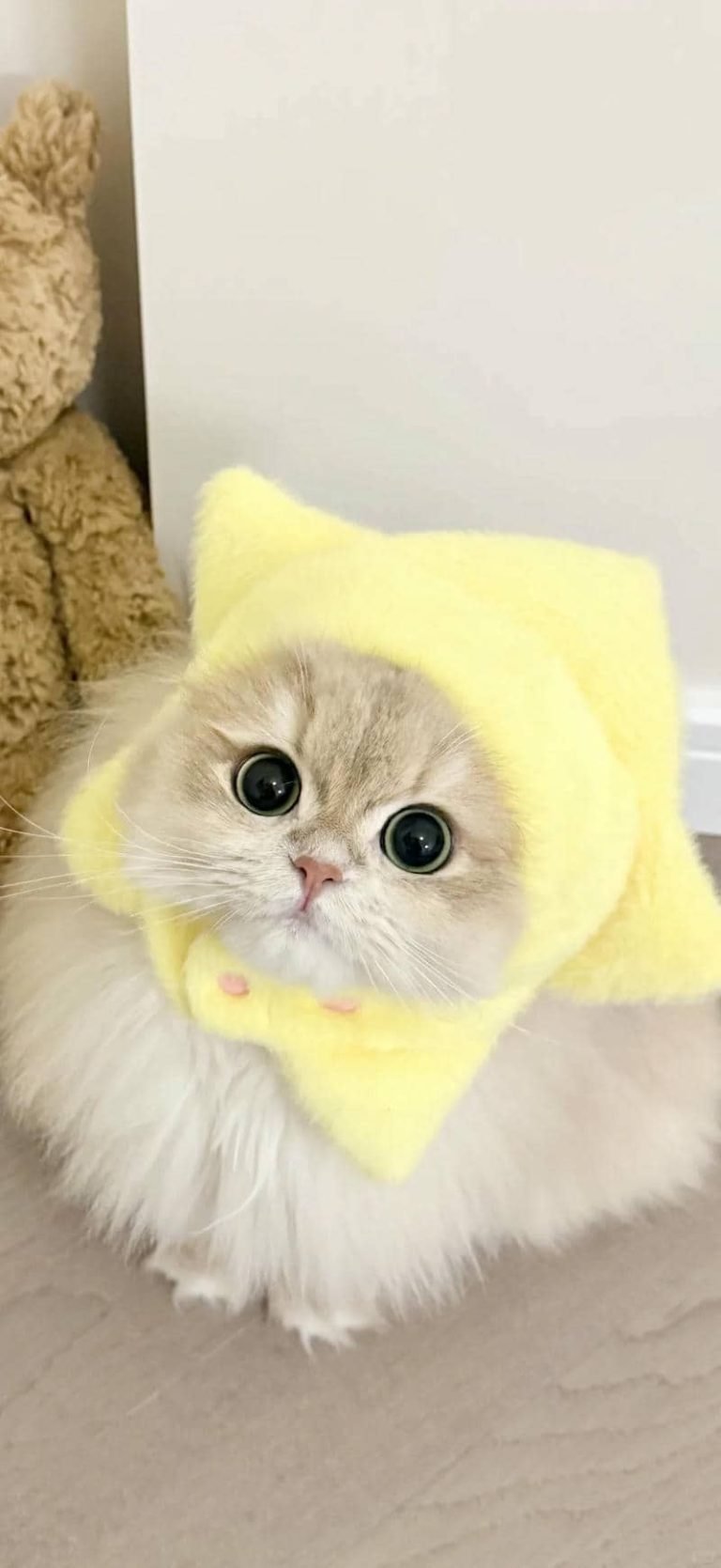 Bộ sưu tập 77+ ảnh mèo siêu cute, dễ thương làm hình nền