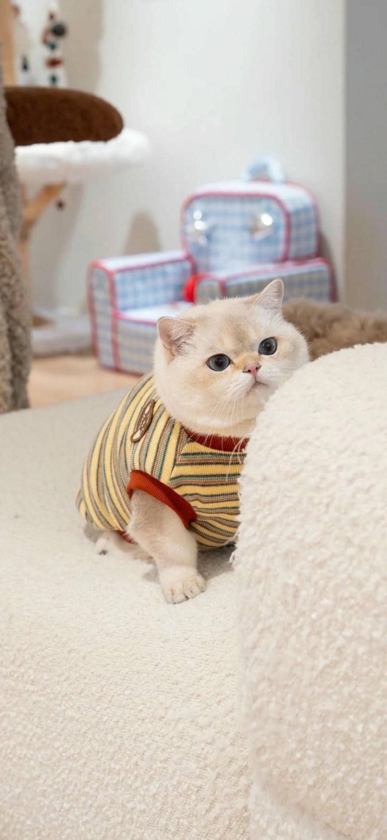 Bộ sưu tập 77+ ảnh mèo siêu cute, dễ thương làm hình nền