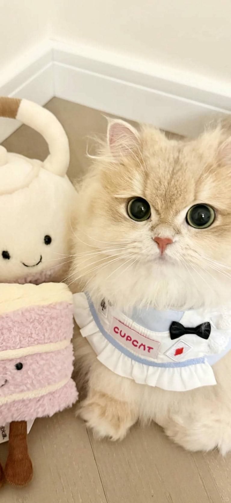 Bộ sưu tập 77+ ảnh mèo siêu cute, dễ thương làm hình nền